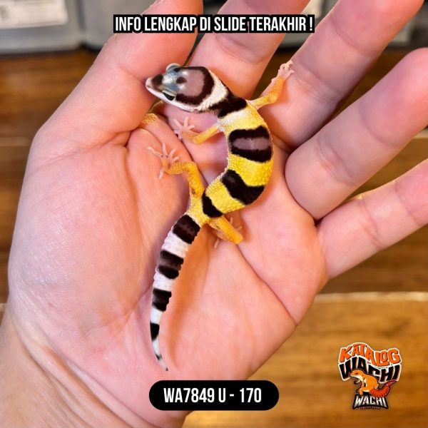 WA7849 U | Cosplay Lebah Ciamiks 🐝 Berkumis 🥸 – Wachi Gecko