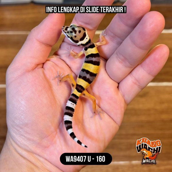 WA9407 U | Cosplay Lebah 🐝 – Wachi Gecko
